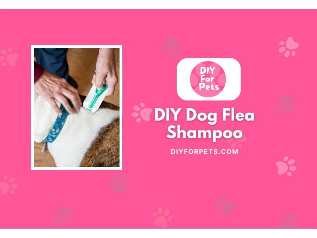 4 DIY Dog Flea Shampoo (Highly Effective Remedies) - DIY For Pets