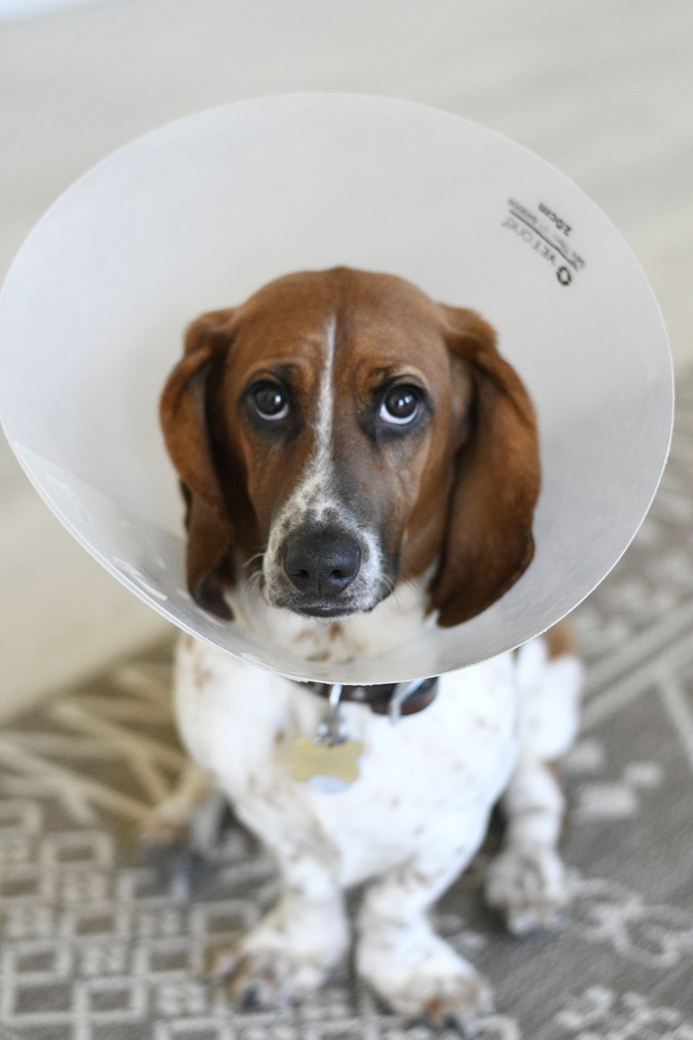 9 DIY Dog Cone Under $10 (Quick & Easy) - DIY For Pets