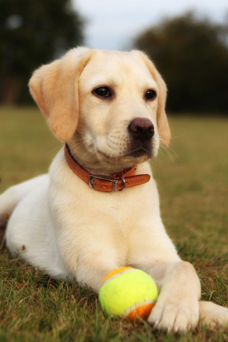 20 DIY Dog Belt Ideas For Beginners (Easy & Budget Friendly) - DIY For Pets