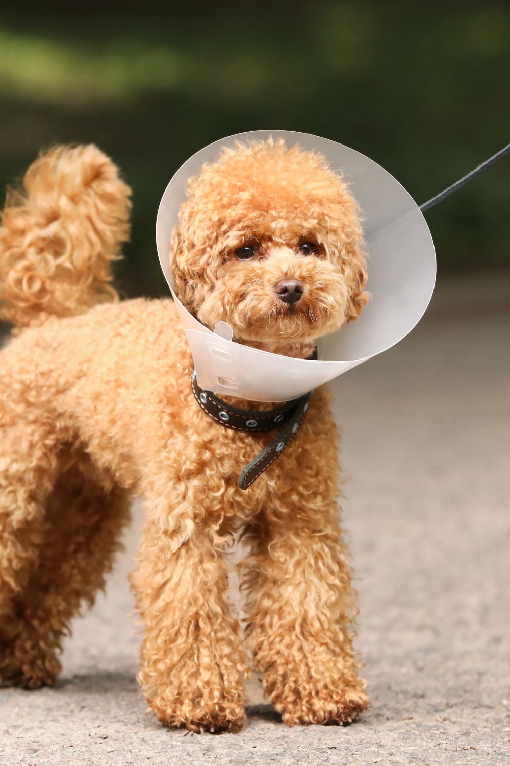 9 DIY Dog Cone Under $10 (Quick & Easy) - DIY For Pets