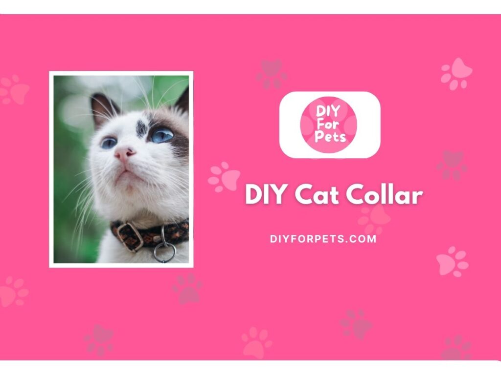 8 DIY Cat Collar For Your Playful Cat (Easy To Make) - DIY For Pets
