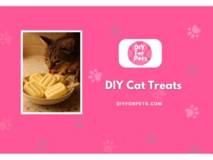 5 DIY Cat Cone For Protection During Health Crisis - DIY For Pets