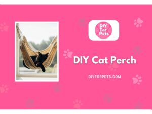 5 DIY Cat Cone For Protection During Health Crisis - DIY For Pets